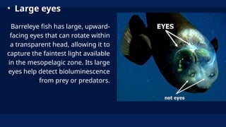 The Epipelagic and Mesopelagic Ocean Zone | PPTX