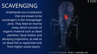The Epipelagic and Mesopelagic Ocean Zone | PPTX