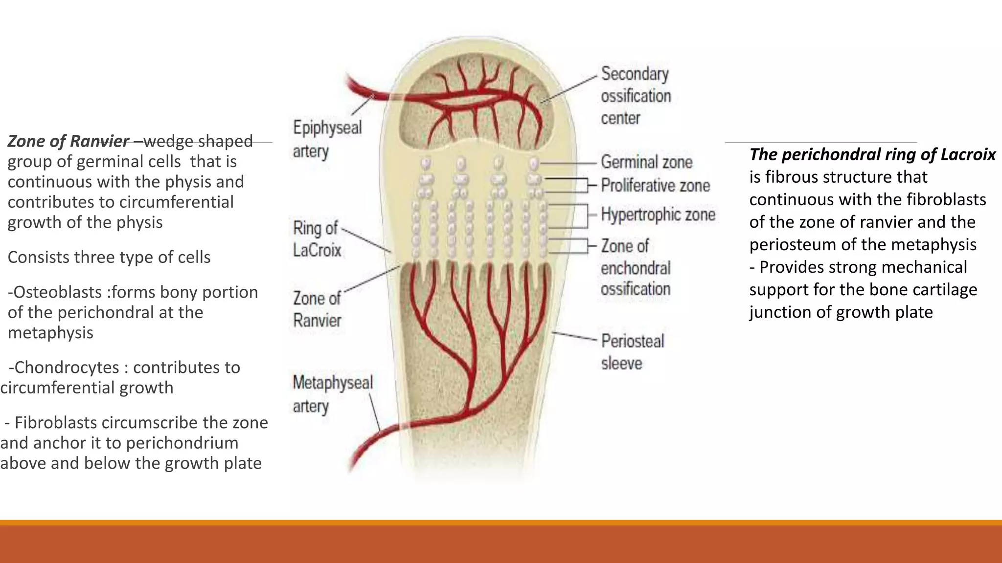 epiphseal injuries.pptx