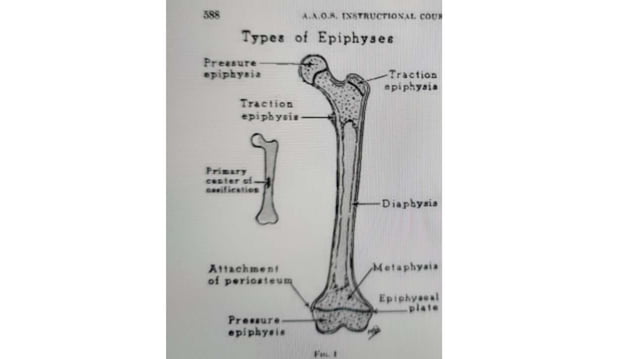 Epiphyseal injuries | PPTX