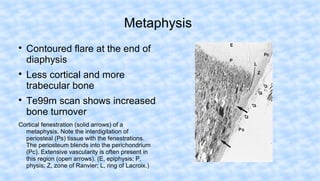 Epiphyseal injury | PPT