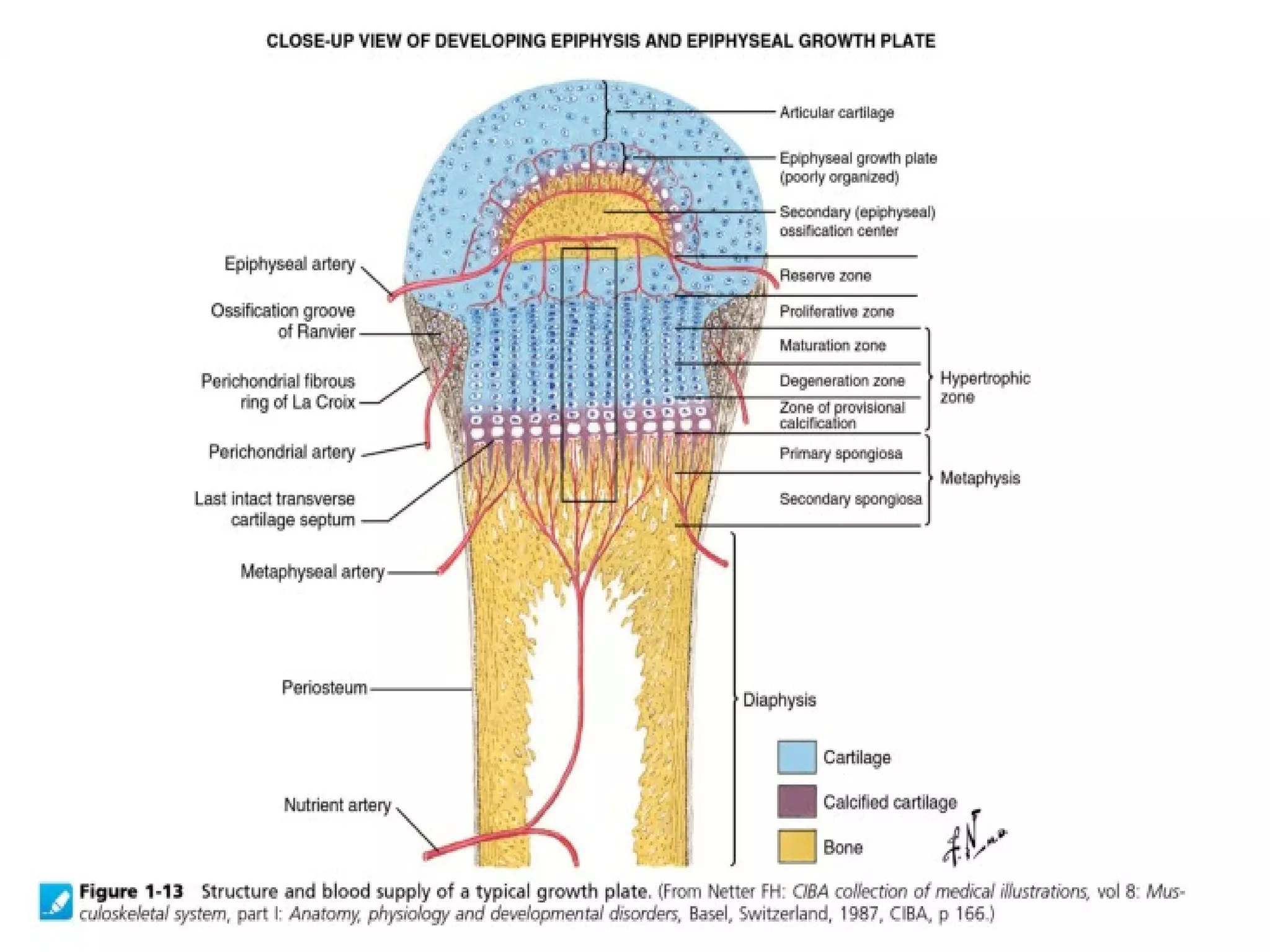 Epiphyseal injury. amanj mohsin | PPT