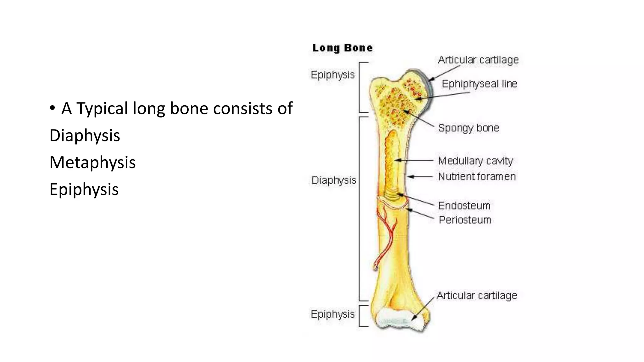 Epiphysis and apophysis | PPTX