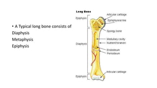 Epiphysis and apophysis | PPT