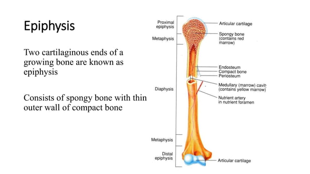 Epiphysis and apophysis