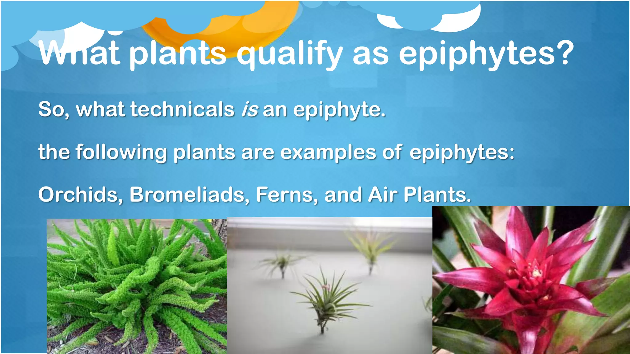 Zoo U epiphyte powerpoint | PPTX