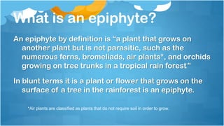 Zoo U epiphyte powerpoint | PPTX