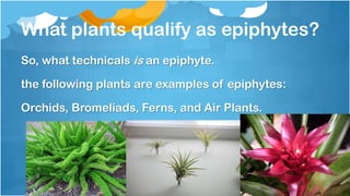 Zoo U epiphyte powerpoint | PPT