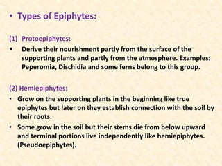 Epiphytes | PDF
