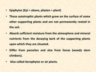 Epiphytes | PDF