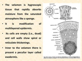 Epiphytes | PDF | Gardening | Home & Garden
