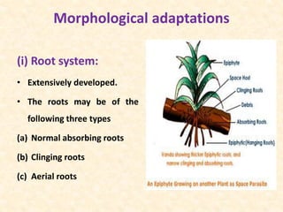 Epiphytes | PPT
