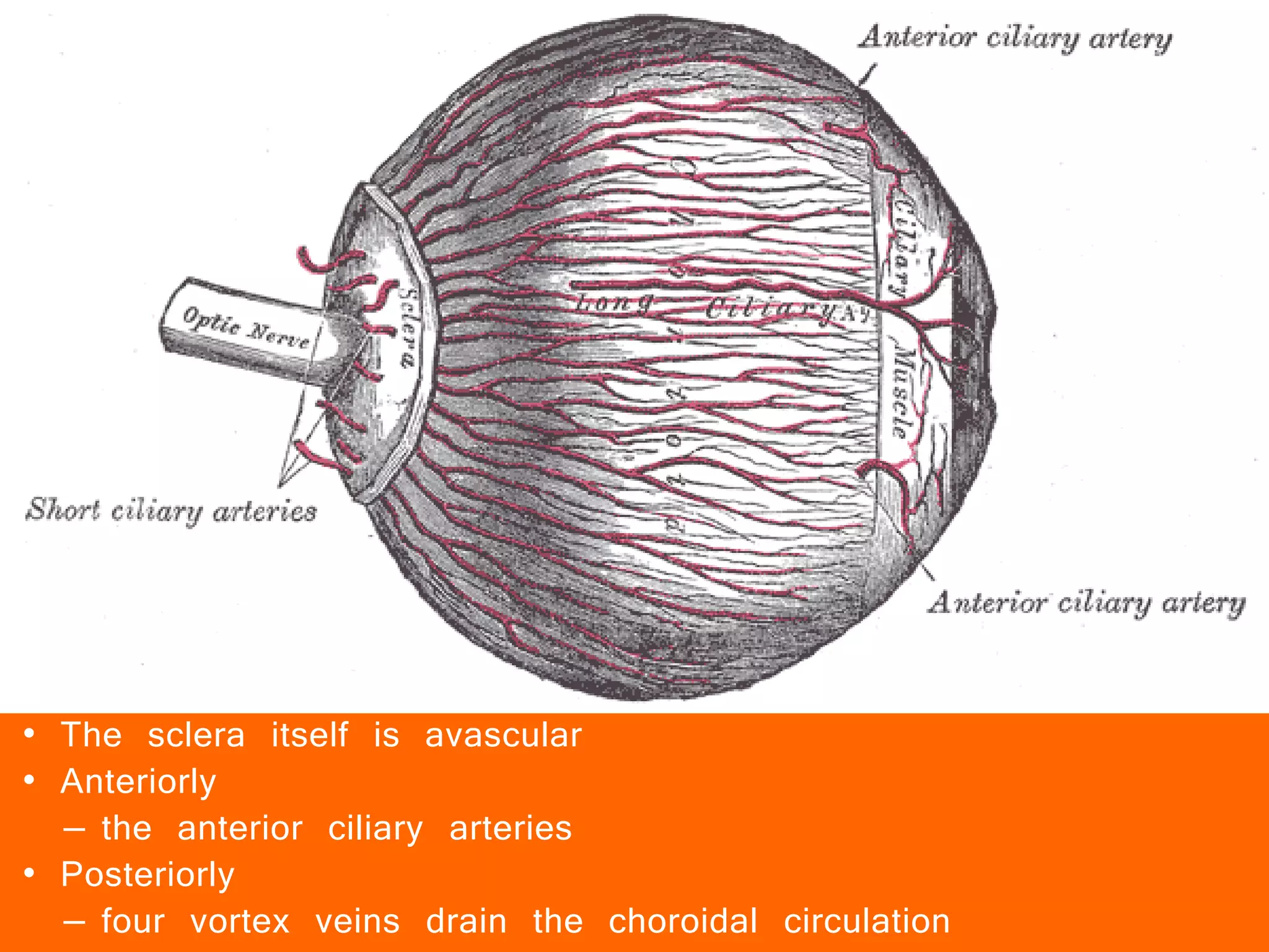 Episcleritis And Scleritis Ppt