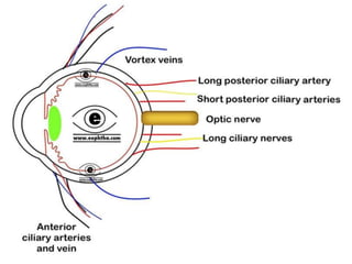 Episcleritis and scleritis (ophthalmology) | PPTX