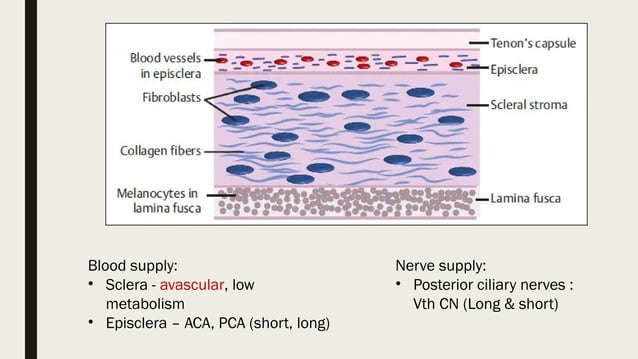 Episcleritis & Scleritis (causes, clinical features, treatment).pptx