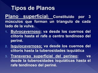 episiotomia , tipos de episiotomia, periné | PPTX