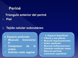 episiotomia , tipos de episiotomia, periné | PPTX