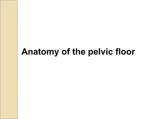Episiotomy | PPT