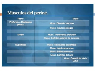 Episio y descarros GyO | PPTX