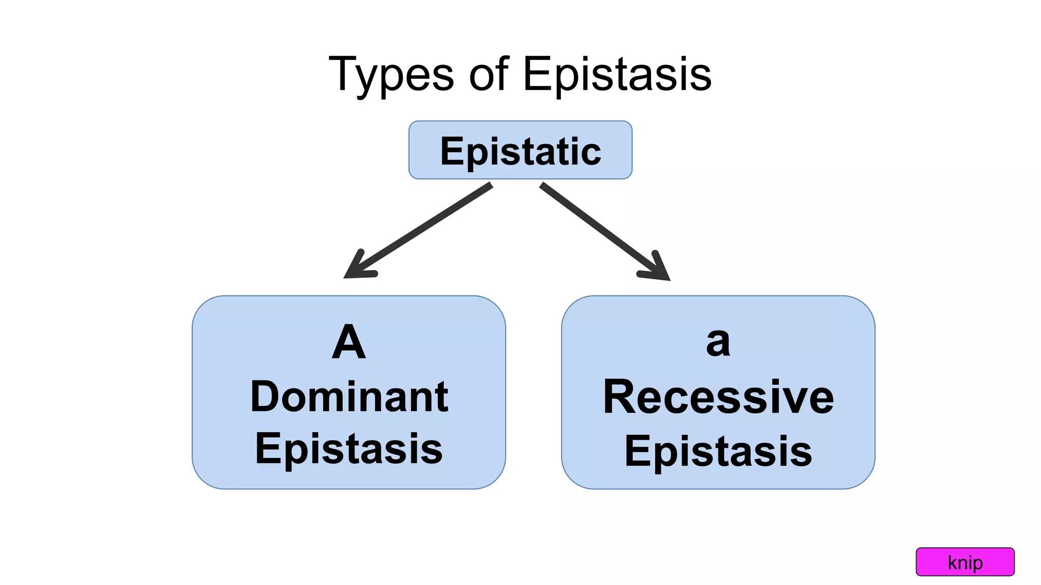 Epistasis | PPTX