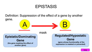 Epistasis | PPTX