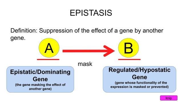 Epistasis | PPTX