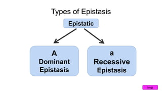 Epistasis | PPTX
