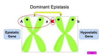 Epistasis | PPTX