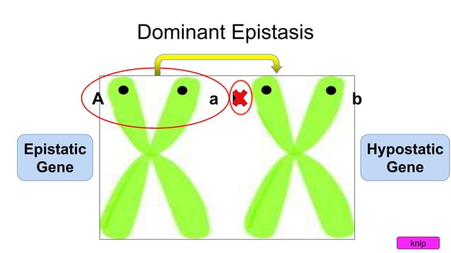 Epistasis | PPTX
