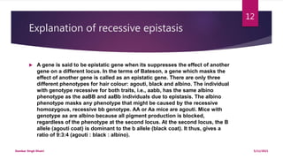 Epistasis/class 12 biology | PPTX