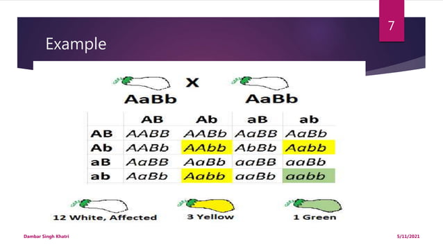 Epistasis/class 12 biology | PPTX | Genetics | Science