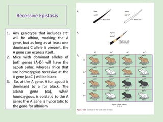 Epistasis | PPT
