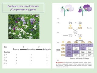 Epistasis | PPT