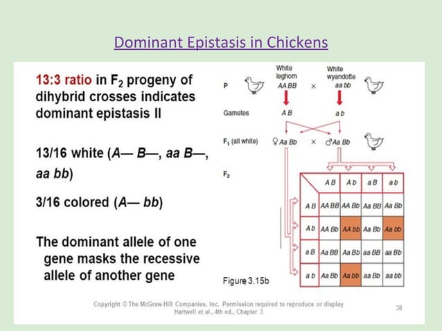 Epistasis | PPT | Genetics | Science