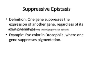 Epistasis_Presentation_Mevis_Sultana_with_Diagrams.pptx