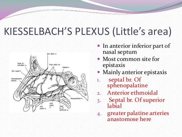 Kiesselbach Plexus