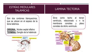 epitalamo y metatalamoepitalamo y metatalamo.pptx