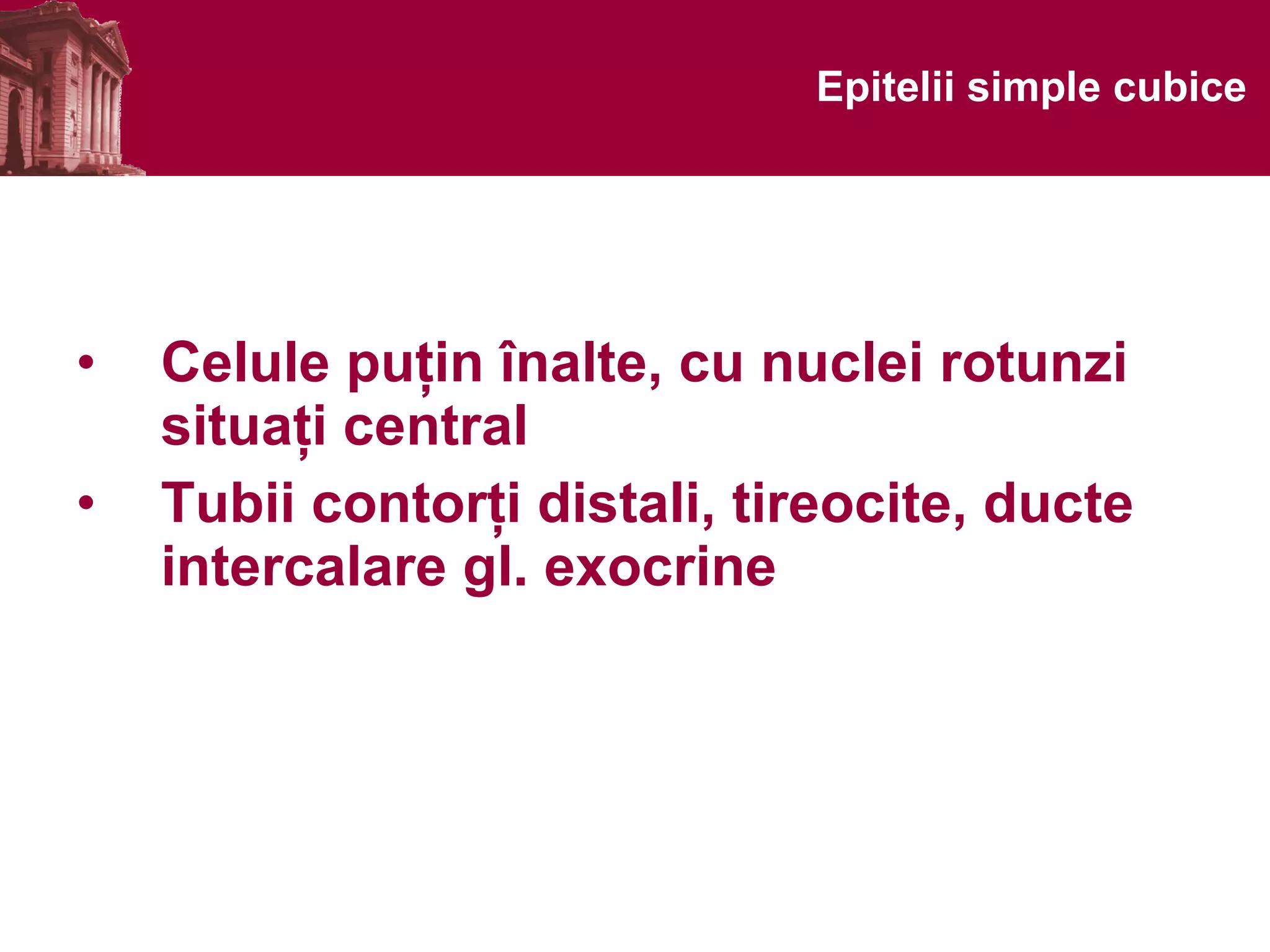Epitelial 1 | PPT