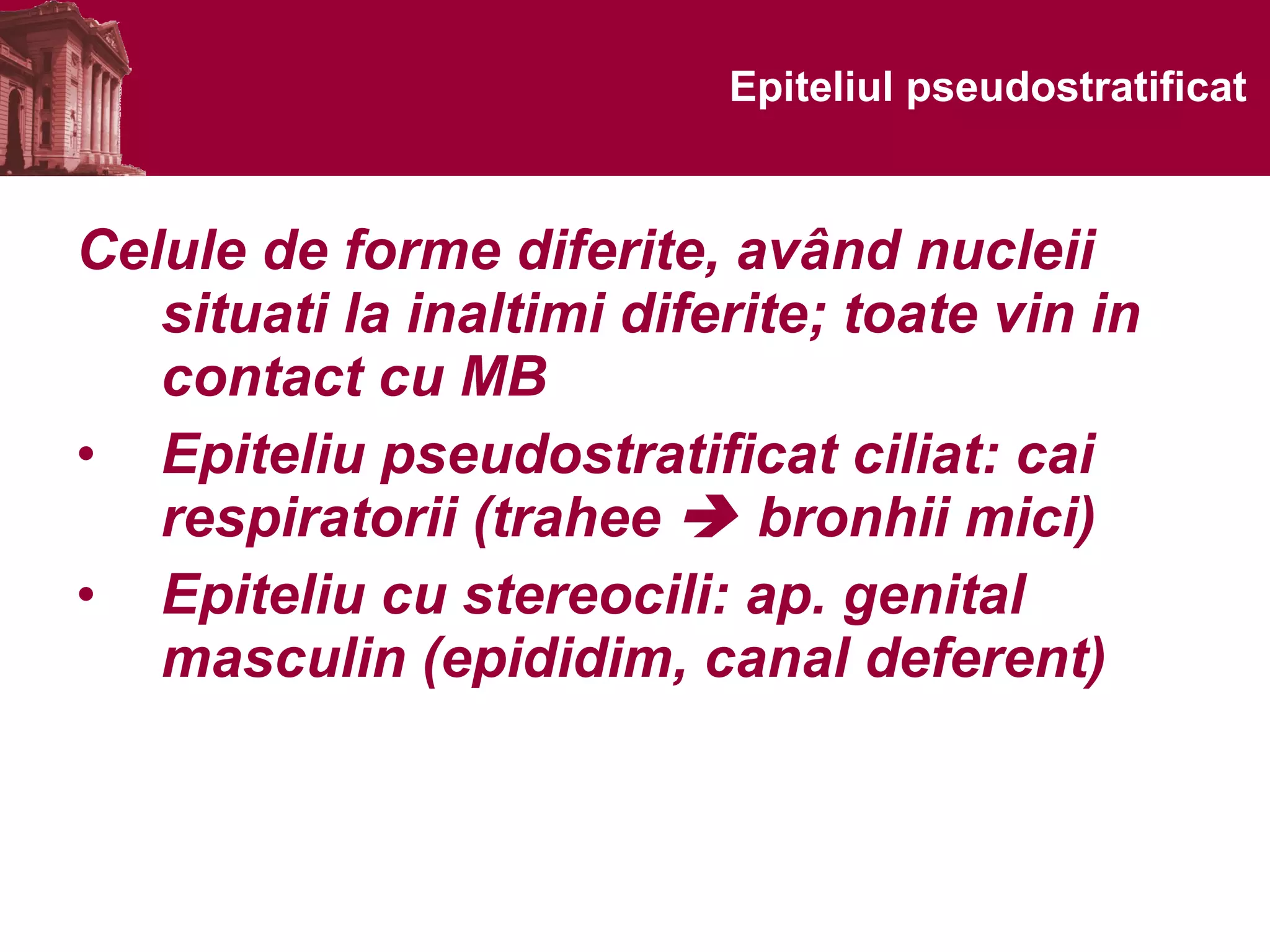 Epitelial 1 | PPT