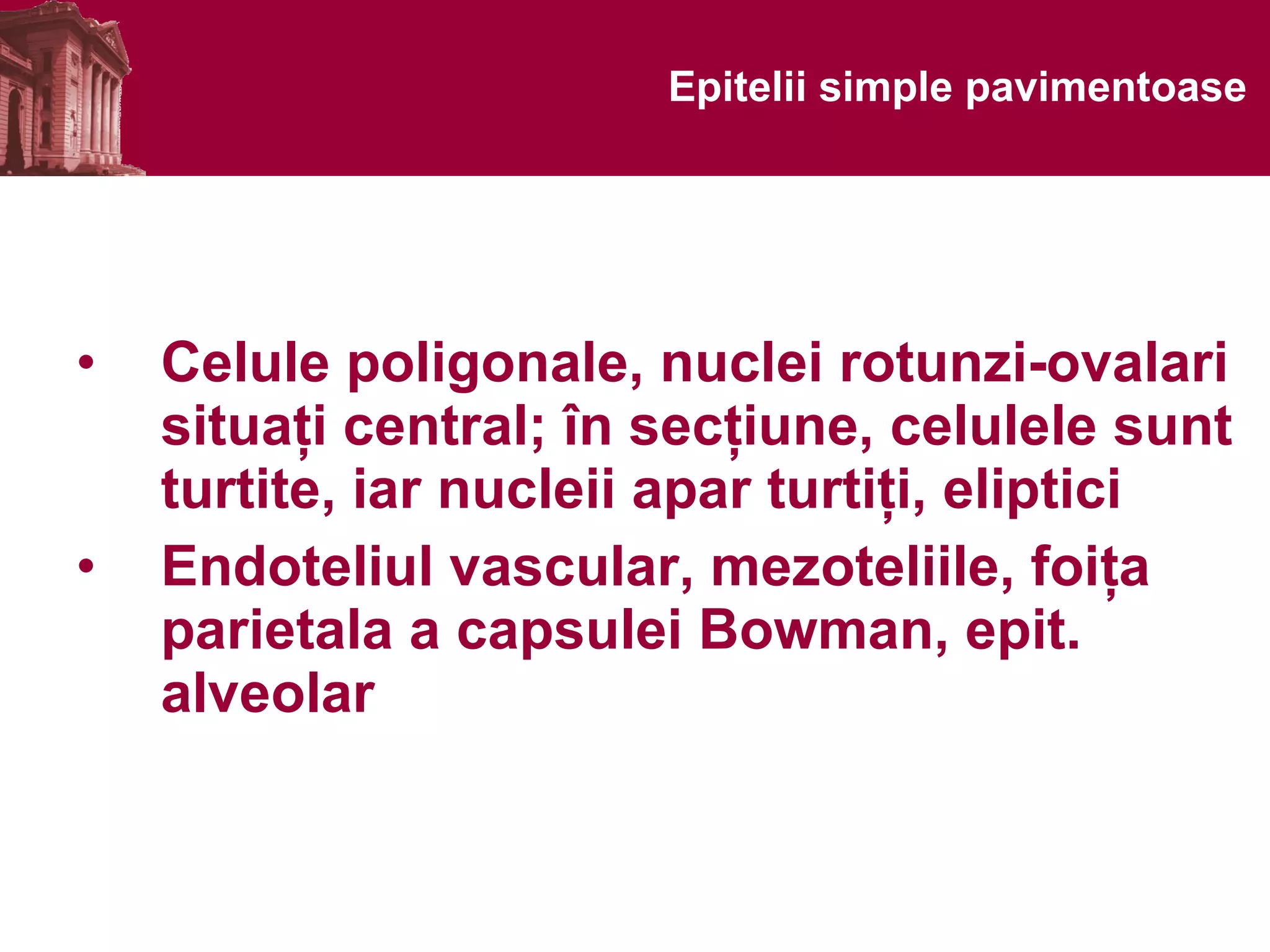 Epitelial 1 | PPT