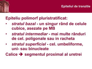 Epitelial 1 | PPT