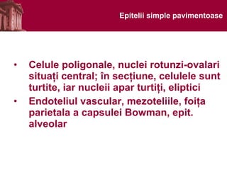 Epitelial 1 | PPT