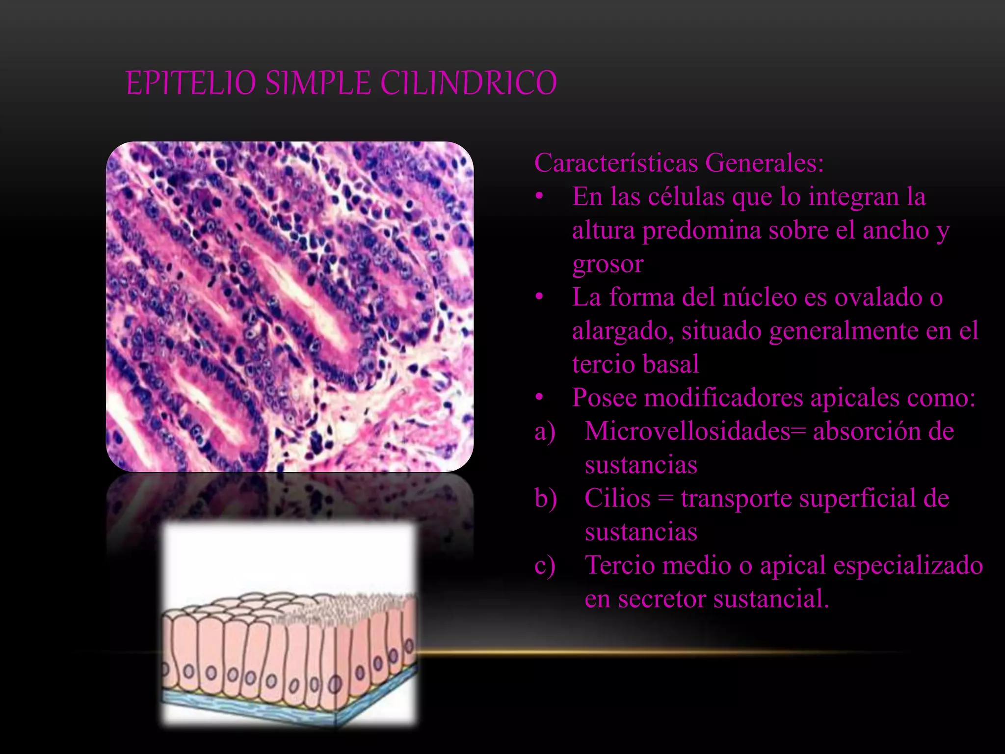 EPITELIO SIMPLE | PPTX