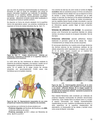 epitelio_apunte_10.pdf