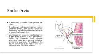 Epitelio cervical cérvicouterino Papanicolao | PPTX