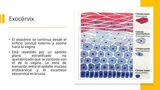 Epitelio cervical cérvicouterino Papanicolao | PPTX