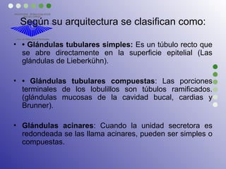 Epitelio glandular- histología veterinaria.ppt