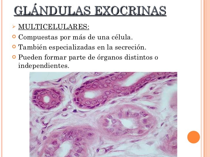 Epitelio glandular (endocrino y exocrino)