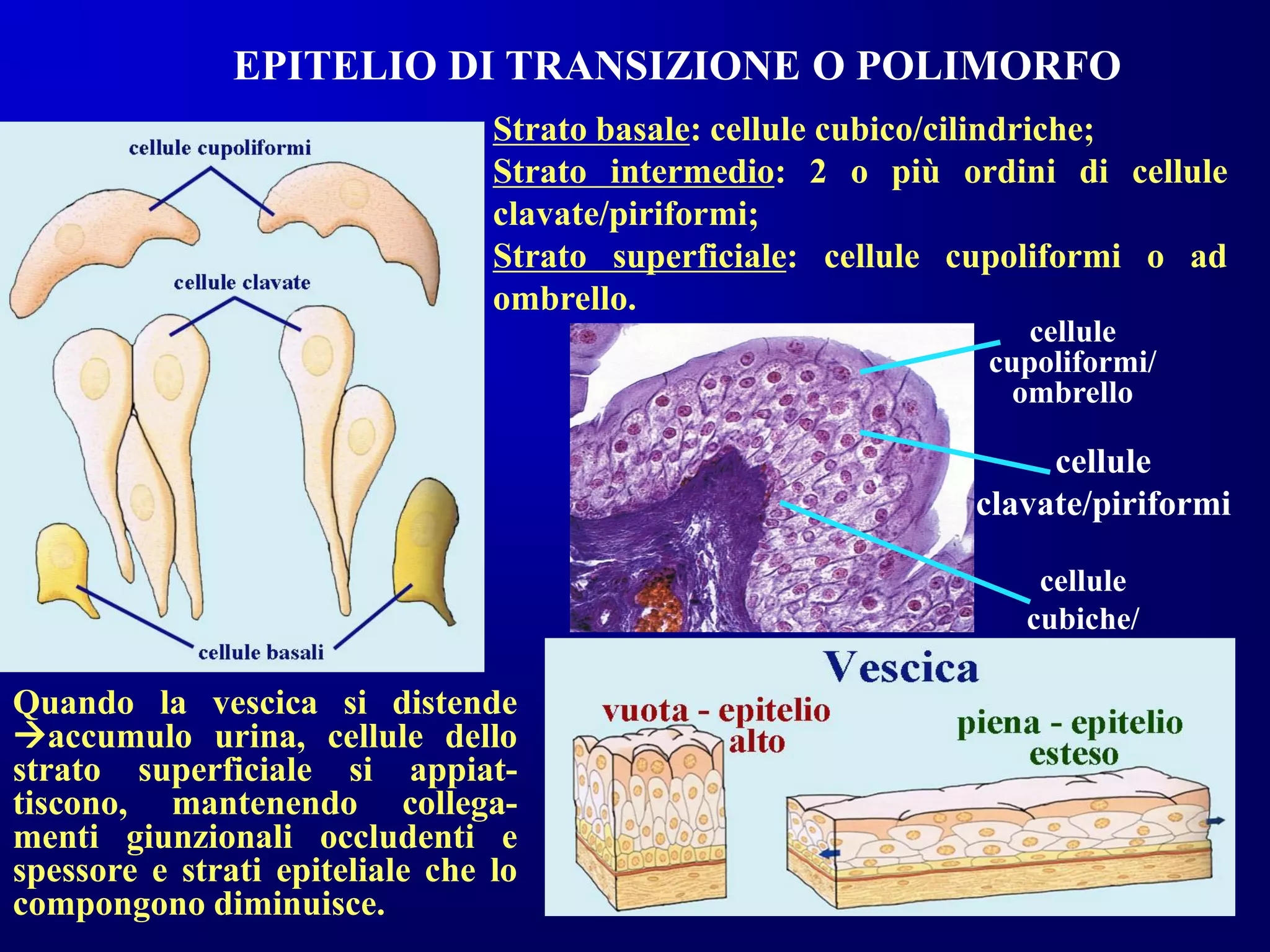 Epitelio | PDF