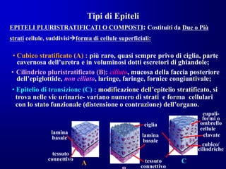 Epitelio | PDF